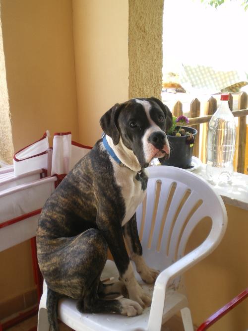 BOXER MUSO LUNGO - foto- - Cani di razza