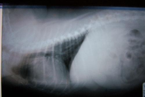 broncopatia cronica ostruttiva cane QUESITO @ vets pag 3 | Clinica ...