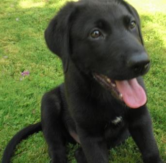 Il mio labrador di 3 mesi e mezzo pesa 18 kg??... è nella me | Clinica ...