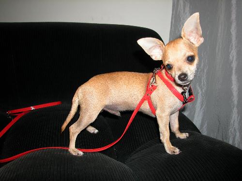 chihuahua o pincher?? - Il comportamento del cane