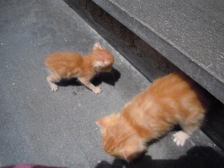 Glosoli, da piccolo pulcino bagnato a piccolo orsetto ...