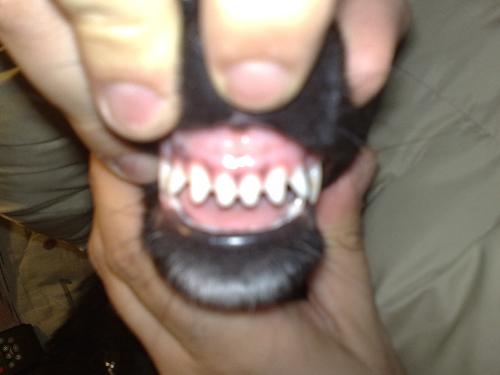 Gengive nere in cucciolo | Clinica Veterinaria - La salute e il ...