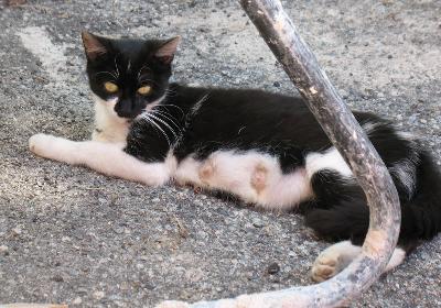 Gatta che ha allattato: mammelle | Clinica Veterinaria - La salute e il ...