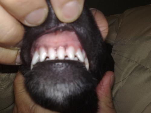 Gengive nere in cucciolo | Clinica Veterinaria - La salute e il ...