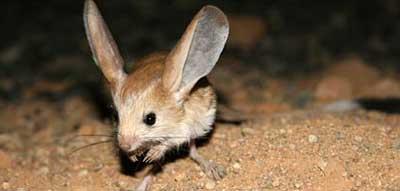 chinchilla e topo canguro ADOTTATI!!!! | Clinica Veterinaria - La ...